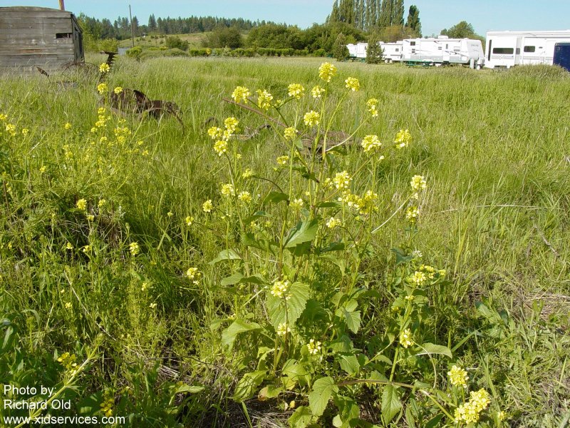 Sinapis - JungleKey.com Wiki