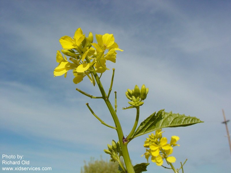 Sinapis - JungleKey.com Wiki